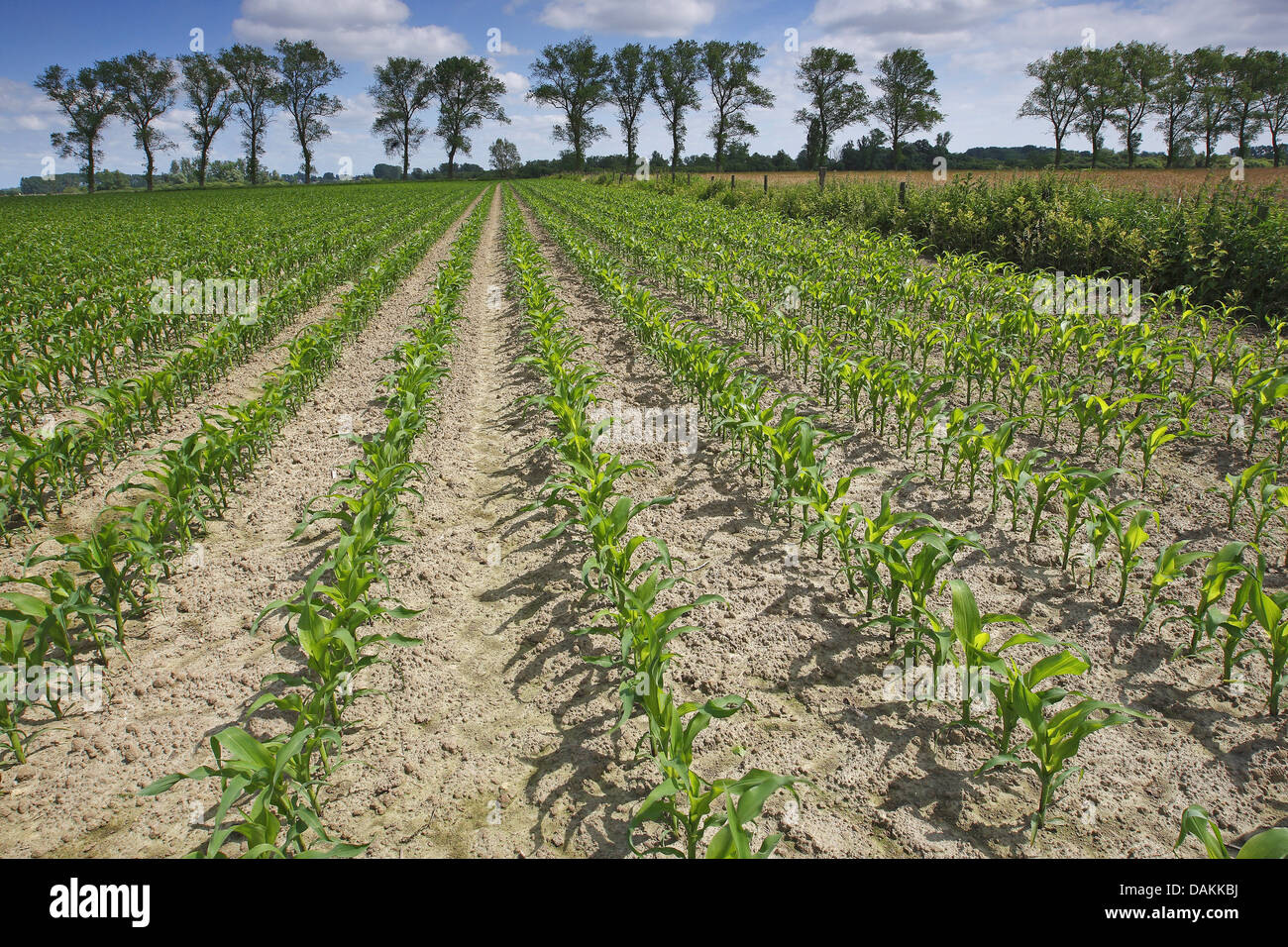 Indian corn, maize (Zea mays), maize field with seedlings, Belgium ...