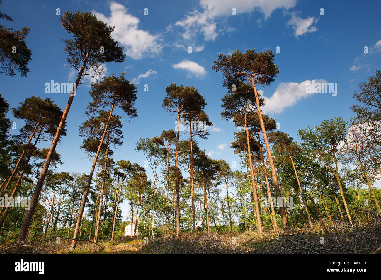 Scotch pine, Scots pine (Pinus sylvestris), pine forest, Belgium ...