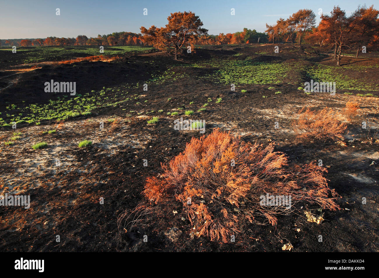 purple moor-grass (Molinia caerulea), Nature development after a bush ...