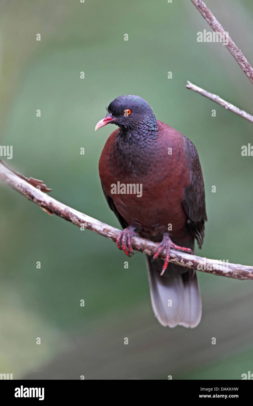 laurel pigeon (Columba junoniae), sitting in a tree, Canary Islands, La ...