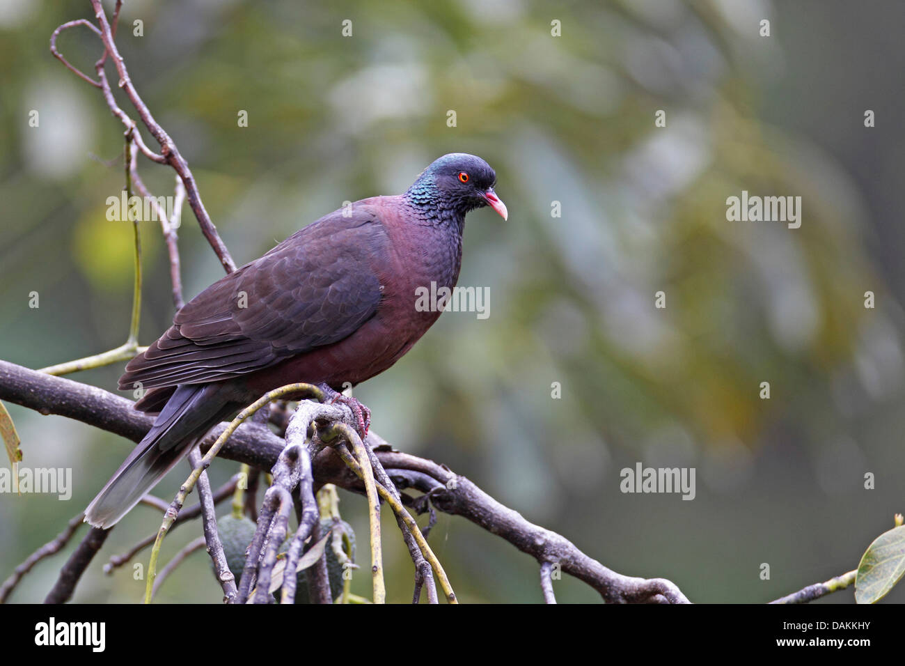 laurel pigeon (Columba junoniae), male sitting in a fig tree, Canary ...