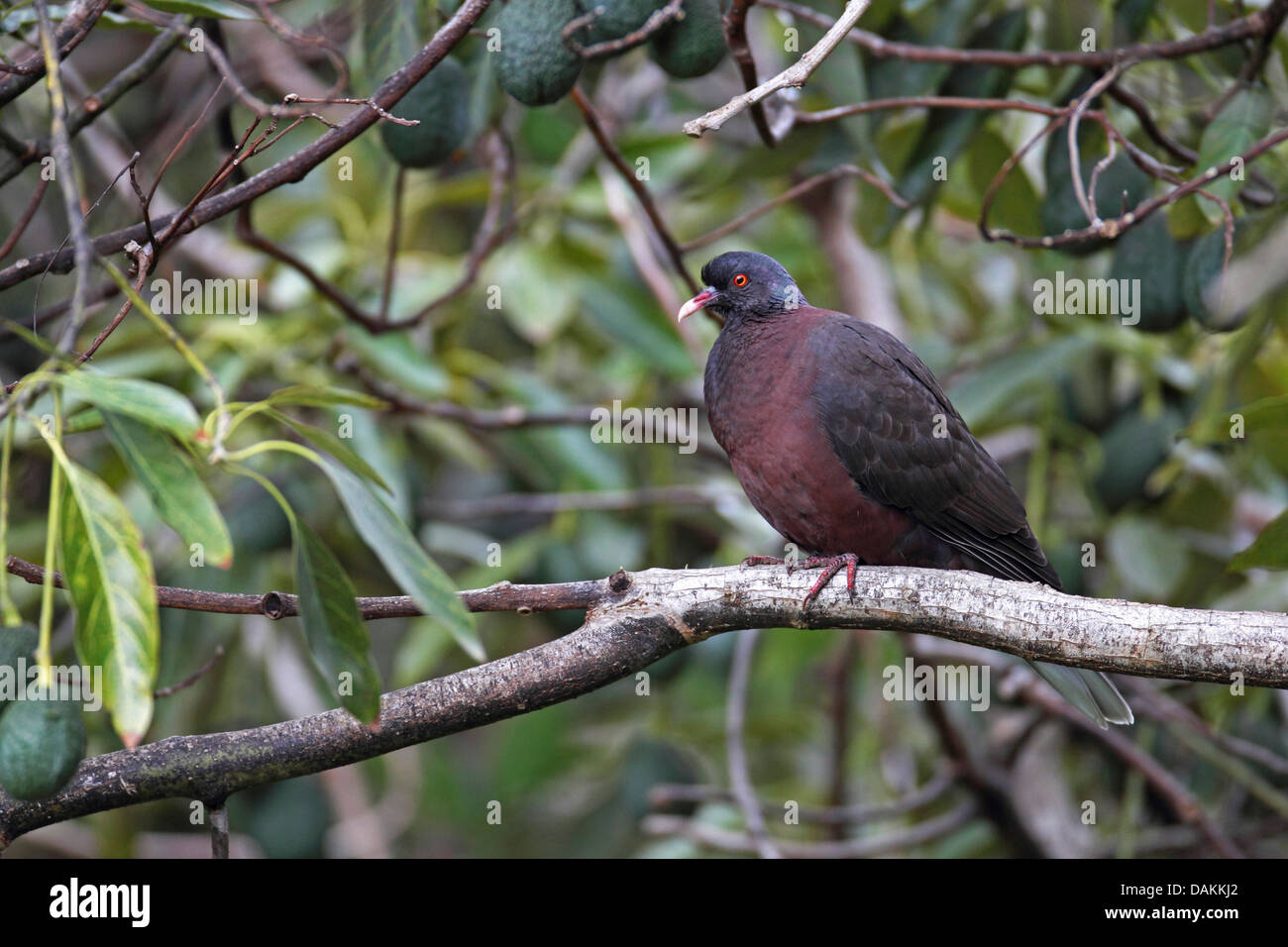 laurel pigeon (Columba junoniae), male sitting in a fig tree, Canary ...
