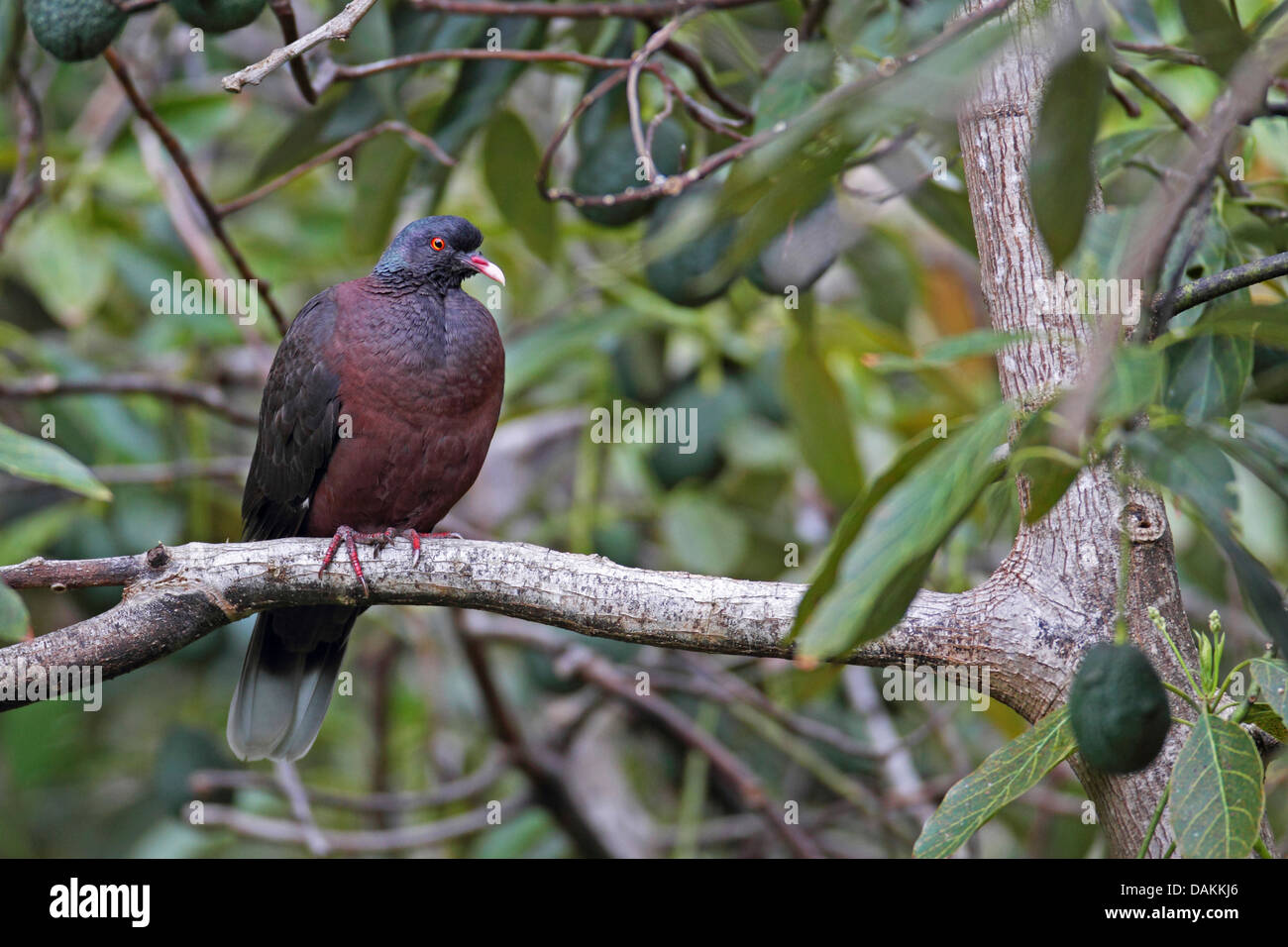 laurel pigeon (Columba junoniae), male sitting in a fig tree, Canary ...