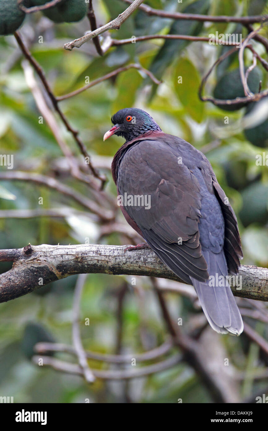 laurel pigeon (Columba junoniae), male sitting in a fig tree, Canary ...