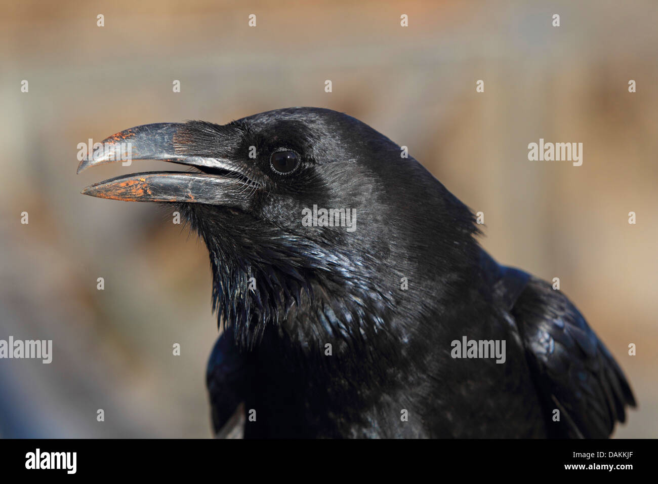 common raven (Corvus corax), portrait of the head, Canary Islands, La ...