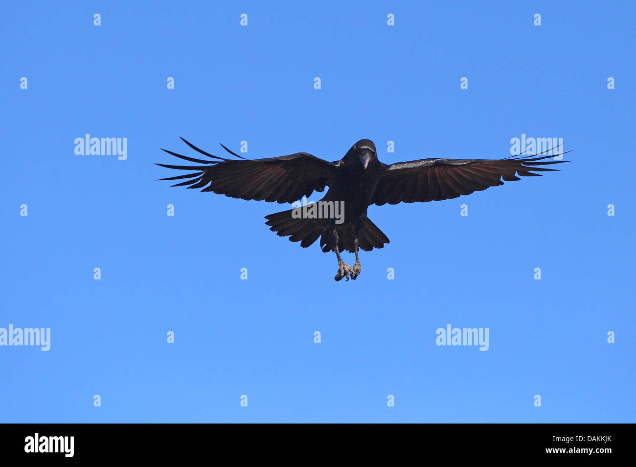 Raven Species High Resolution Stock Photography and Images - Alamy