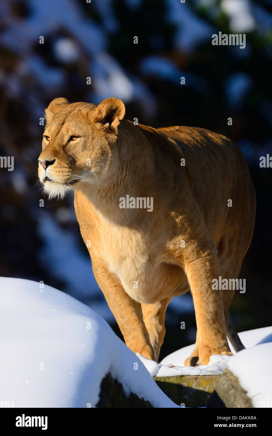 Foreign fauna hi-res stock photography and images - Alamy