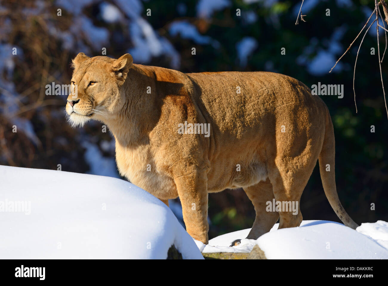 Female lioness standing hi-res stock photography and images - Alamy
