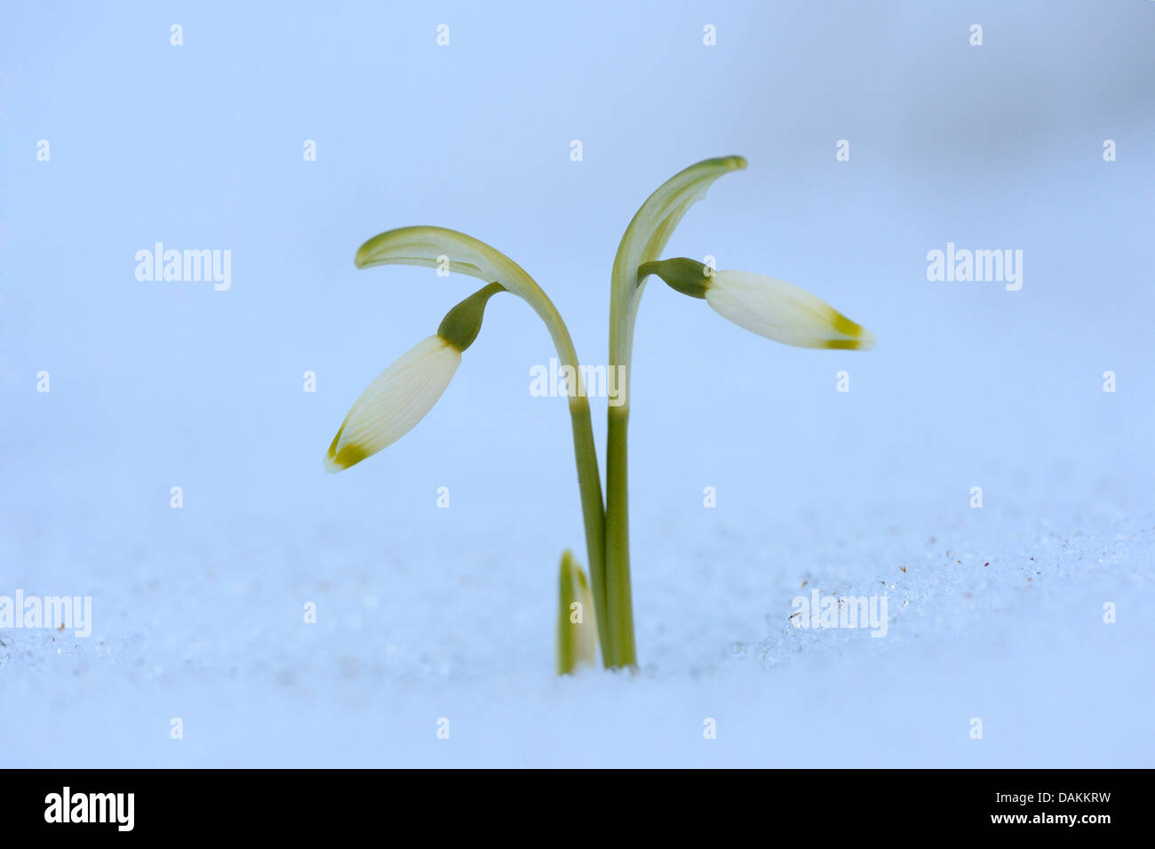 Common snodrop hi-res stock photography and images - Alamy