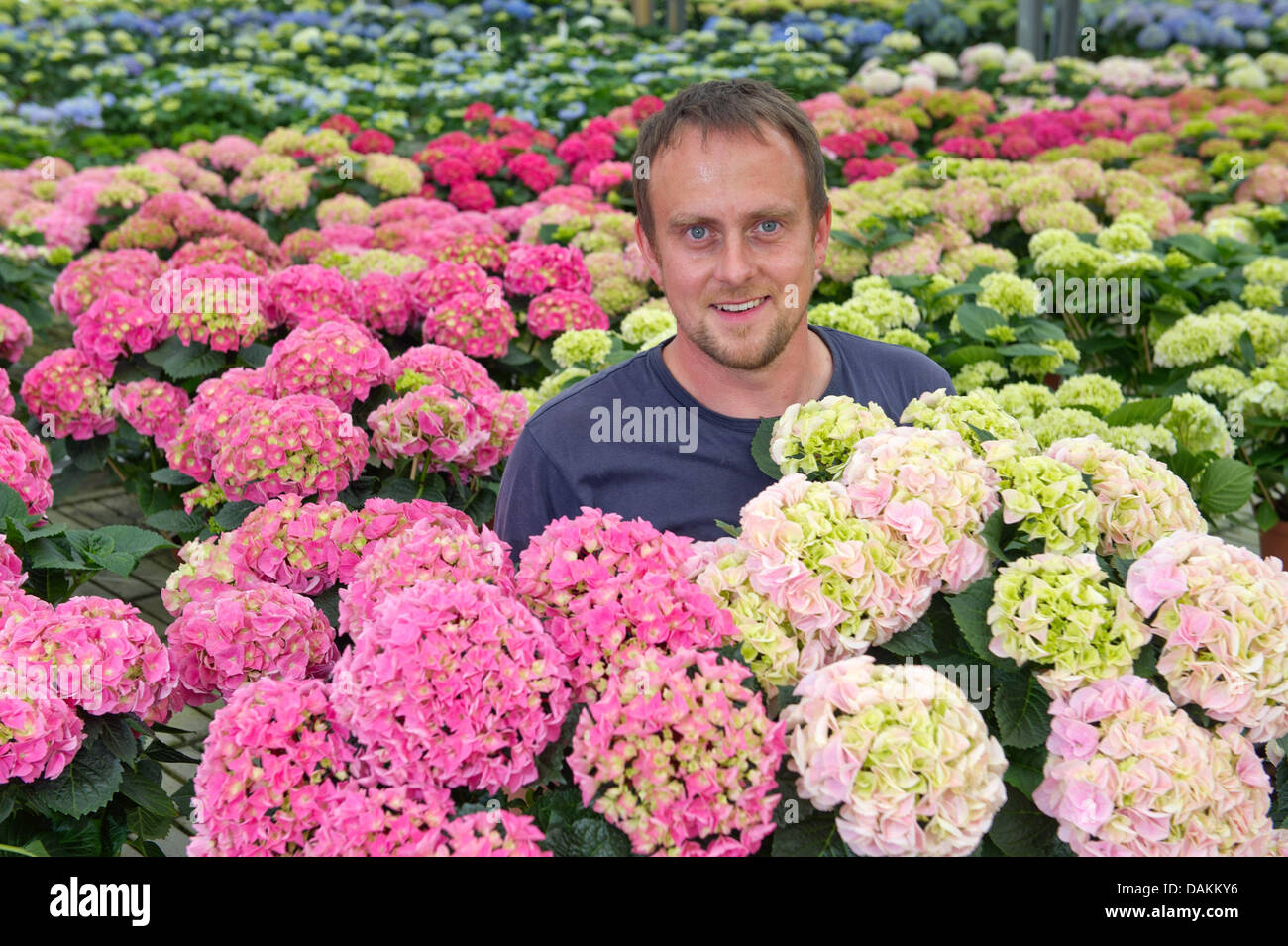 Hydrangeas breeders Michael Wiedemann poses with cultivated hydrangeas ...