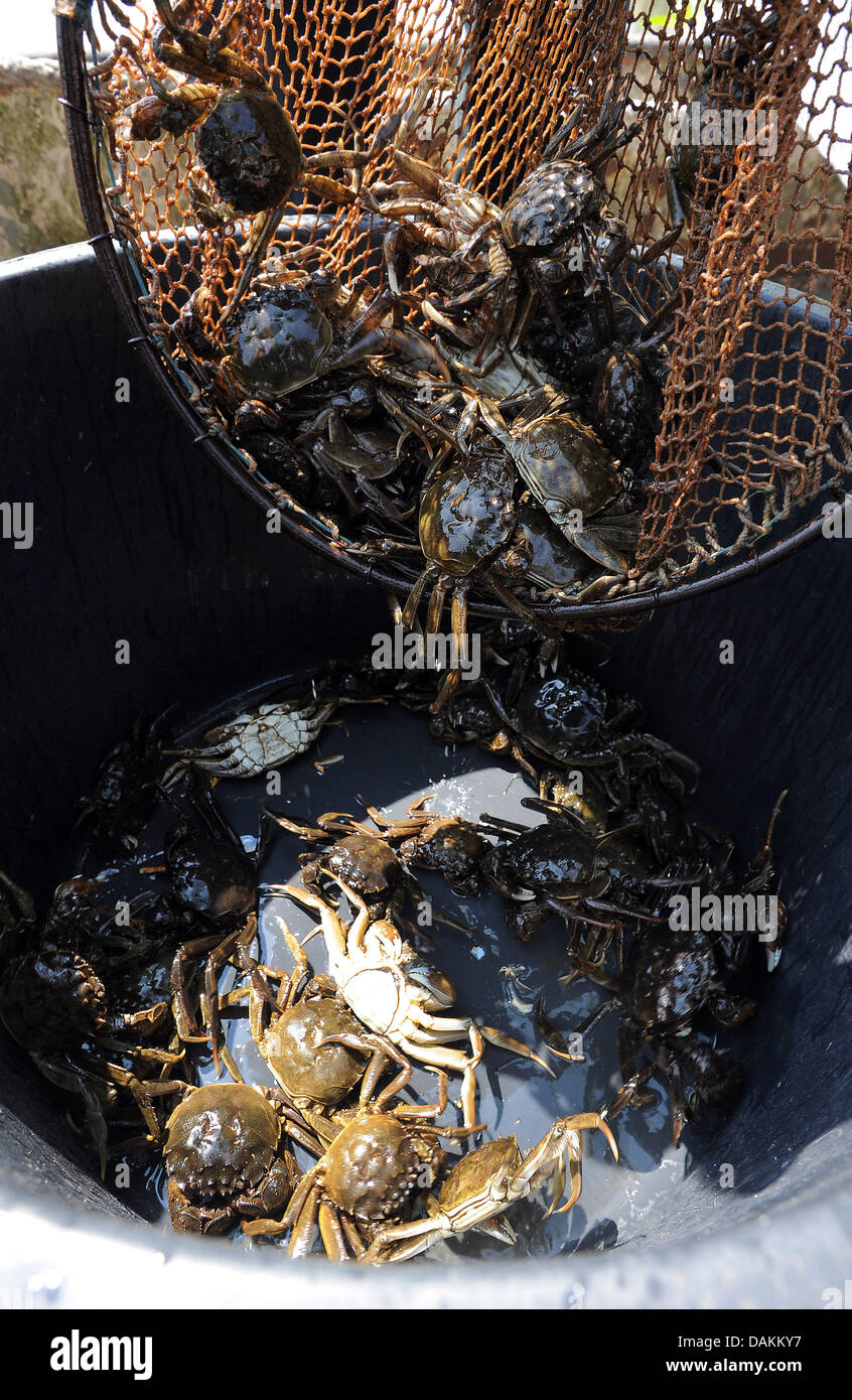 Crabs in a bucket hi-res stock photography and images - Alamy