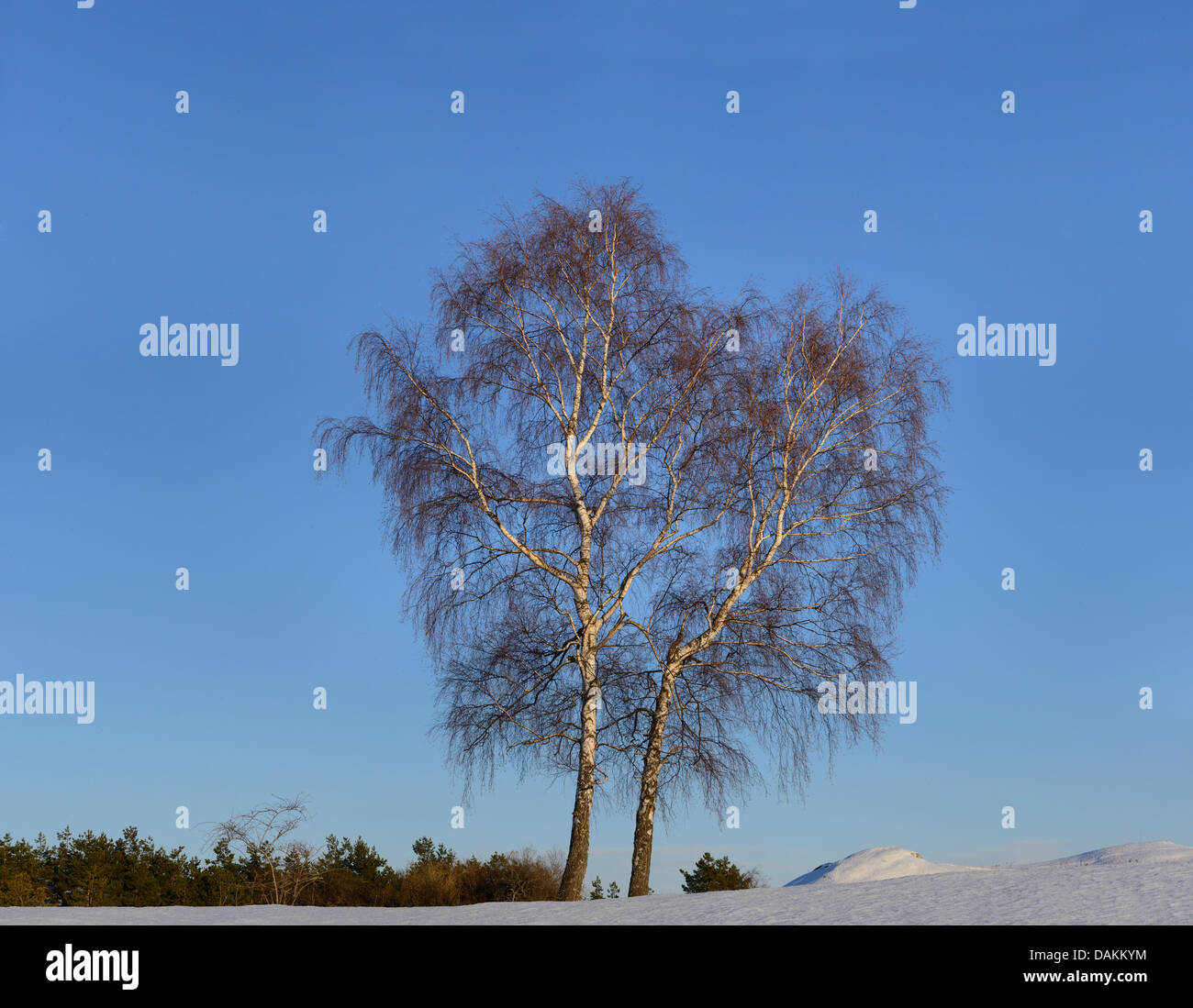 Two birches in the snow winter in bavaria hi-res stock photography and ...