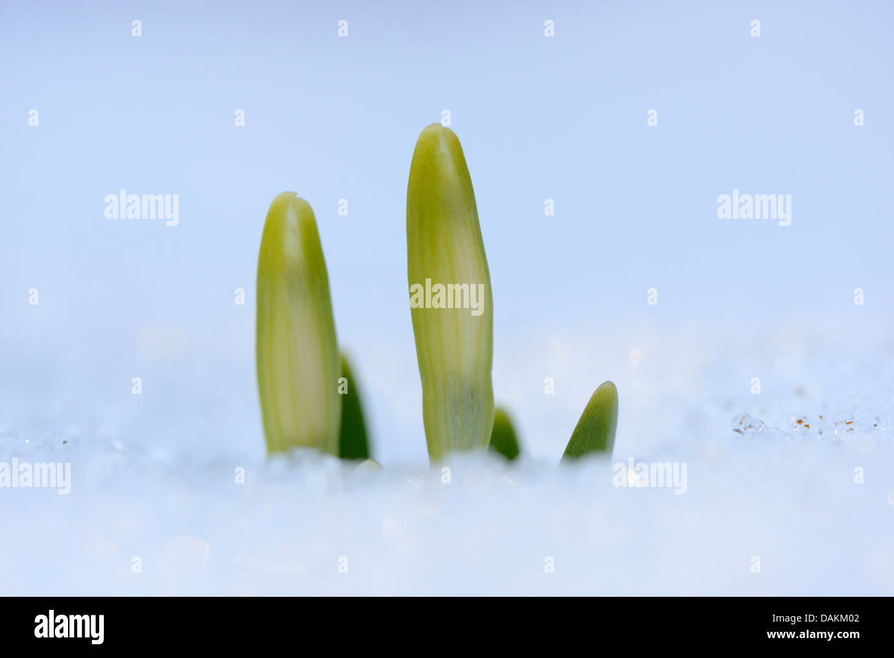 common snowdrop (Galanthus nivalis), flower buds of sno, Germany ...