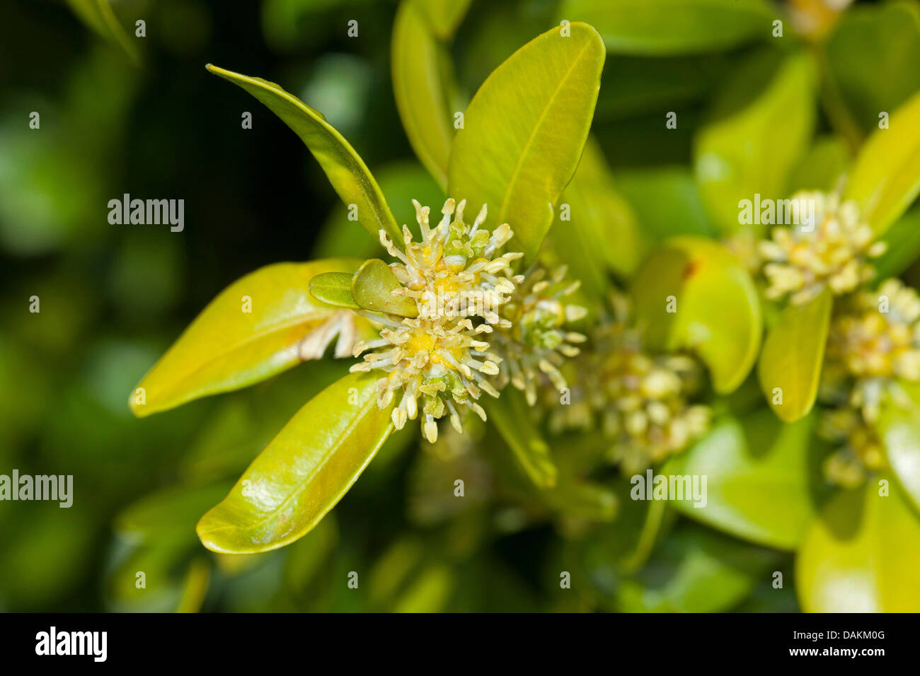 common box, boxwood (Buxus sempervirens), blooming branch, Germany ...