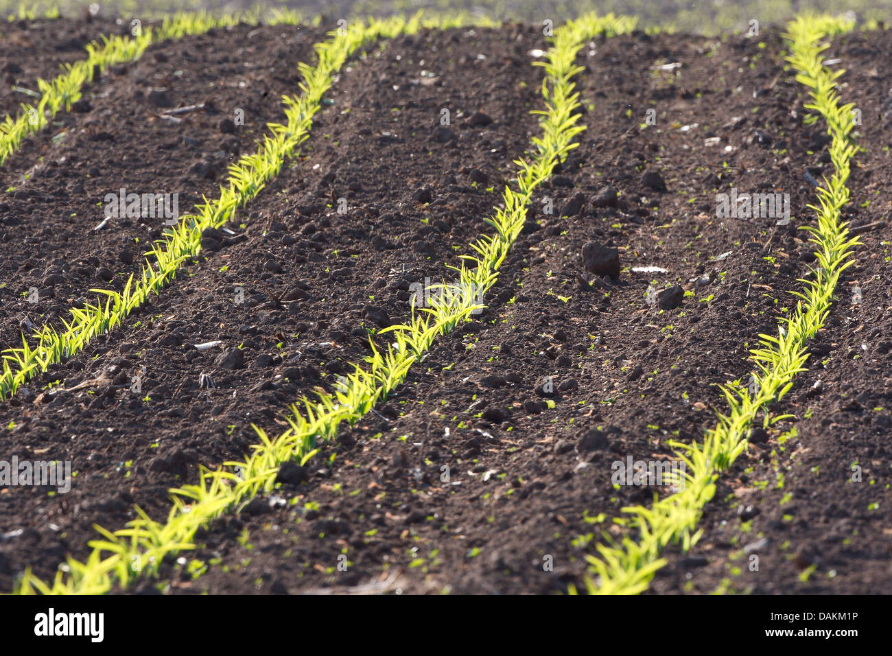 Corn seed germinating hi-res stock photography and images - Alamy