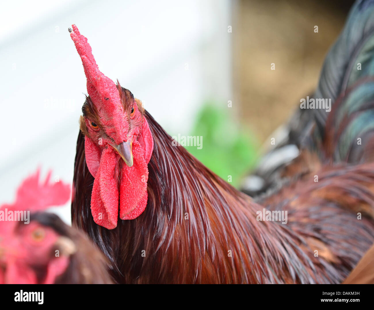 A Rhode Island Red rooster Stock Photo - Alamy