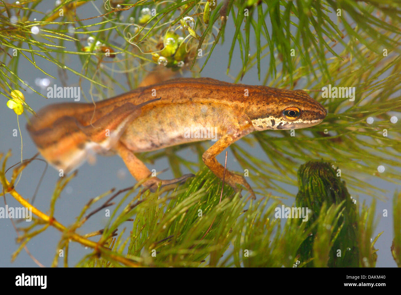 Palmate newt (Triturus helveticus, Lissotriton helveticus), swimming ...