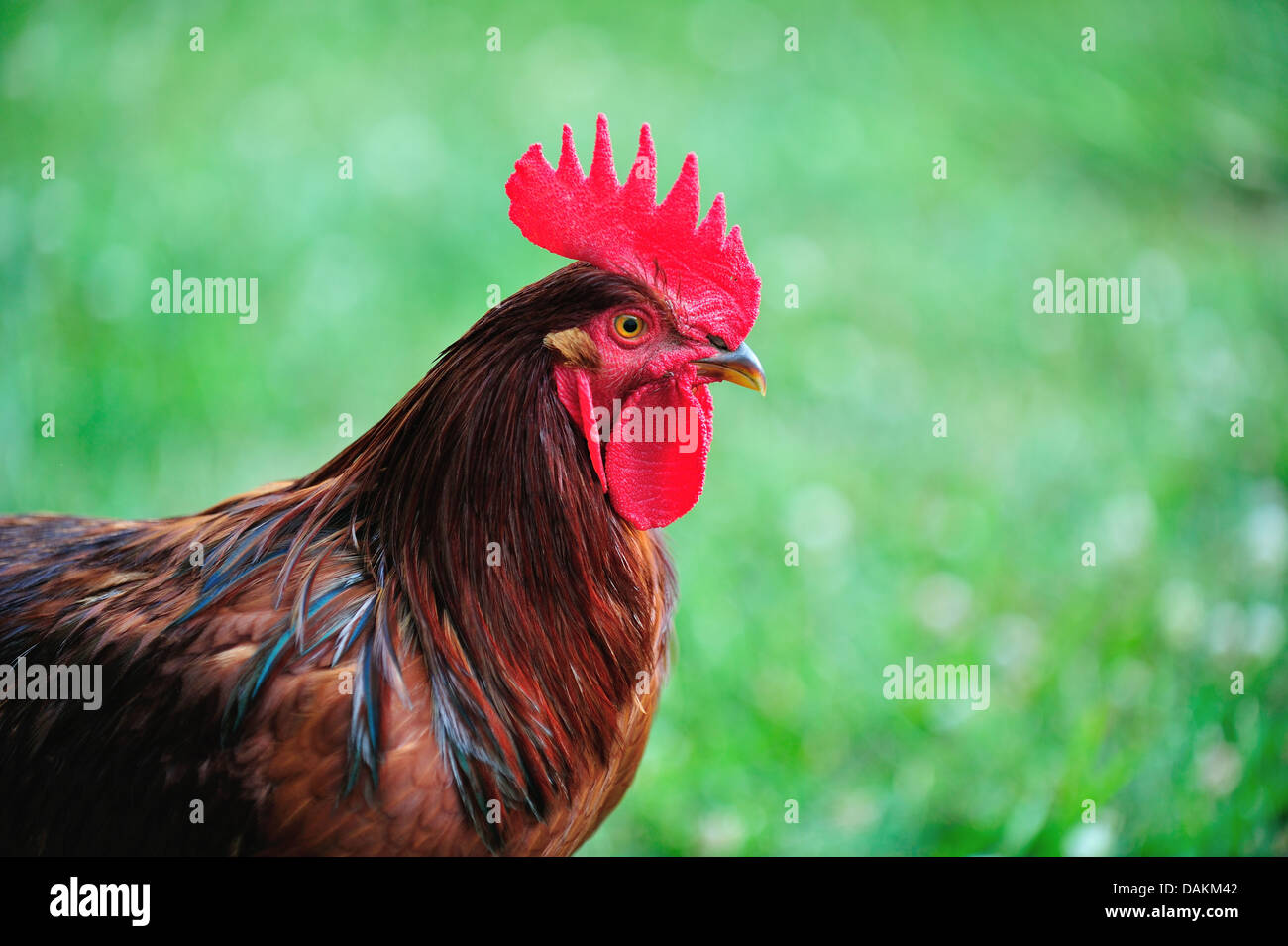 Head shot of Rhode Island Red rooster Stock Photo - Alamy