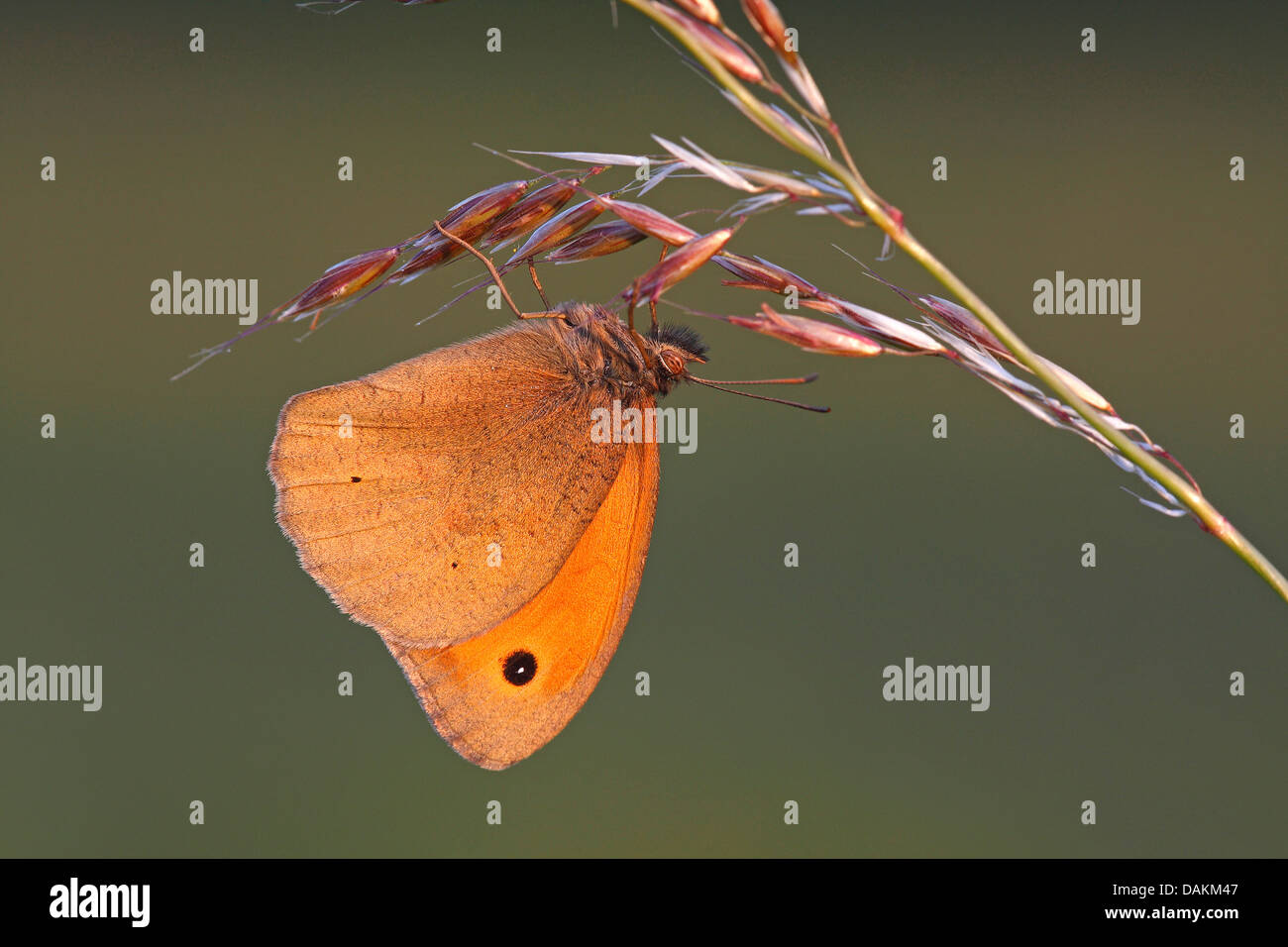 Meadow brown (Maniola jurtina, Epinephele jurtina), at blade of grass ...