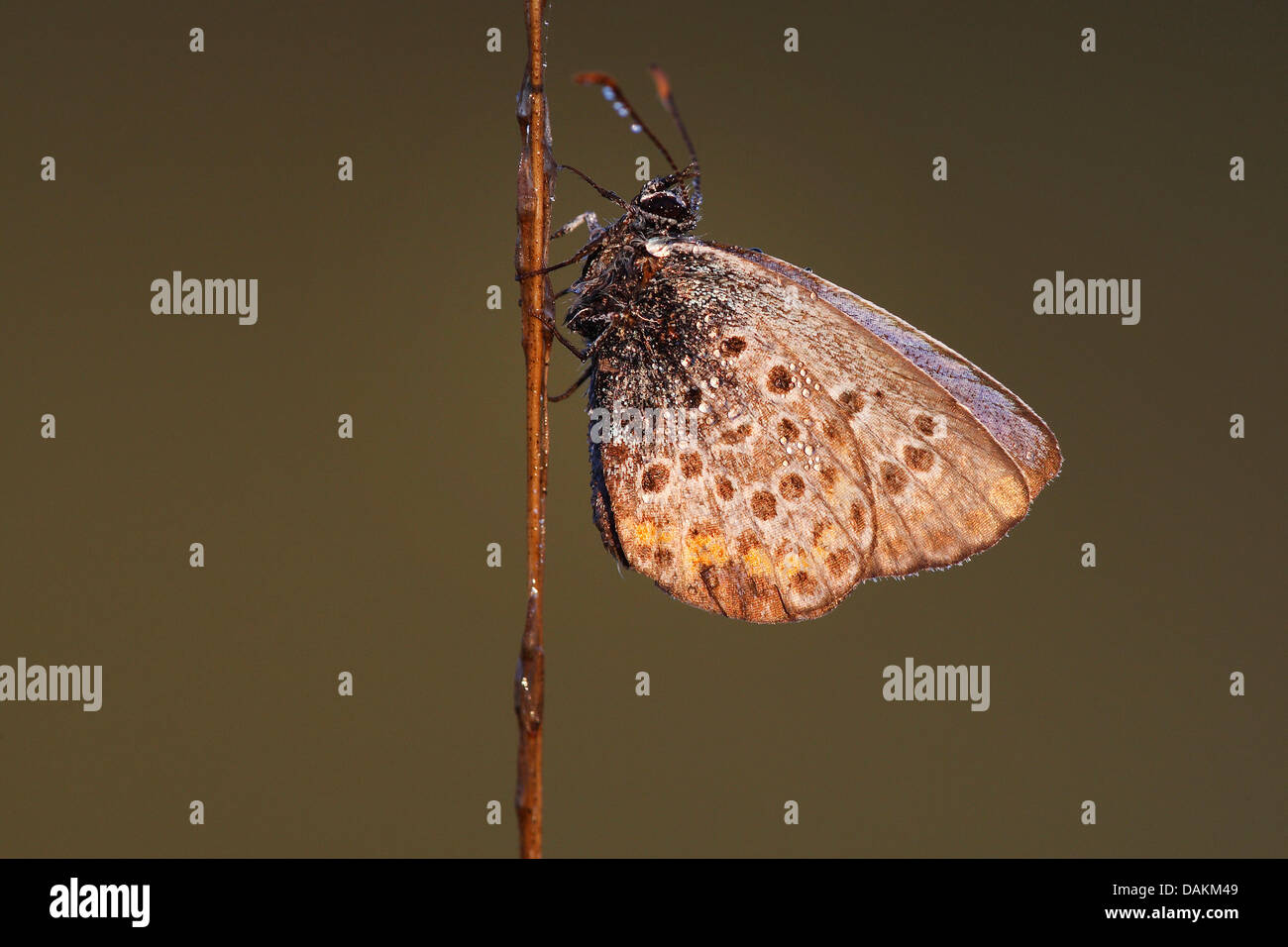Silver-studded blue (Plebejus argus, Plebeius argus), at stem, Belgium ...