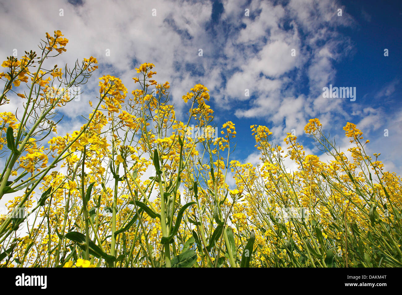 rape, turnip (Brassica napus), flowering, Belgium Stock Photo - Alamy