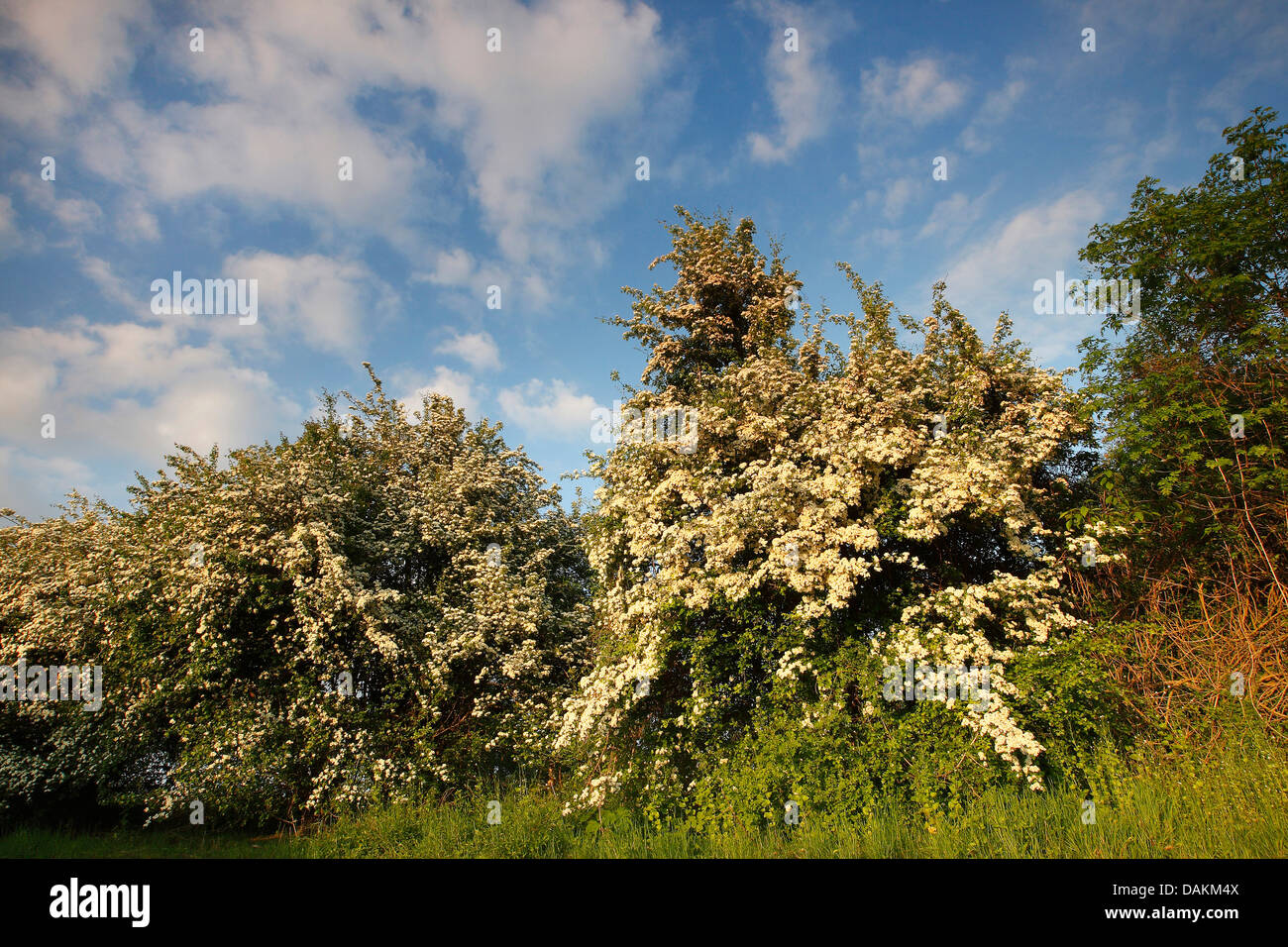 common hawthorn, singleseed hawthorn, English hawthorn (Crataegus ...