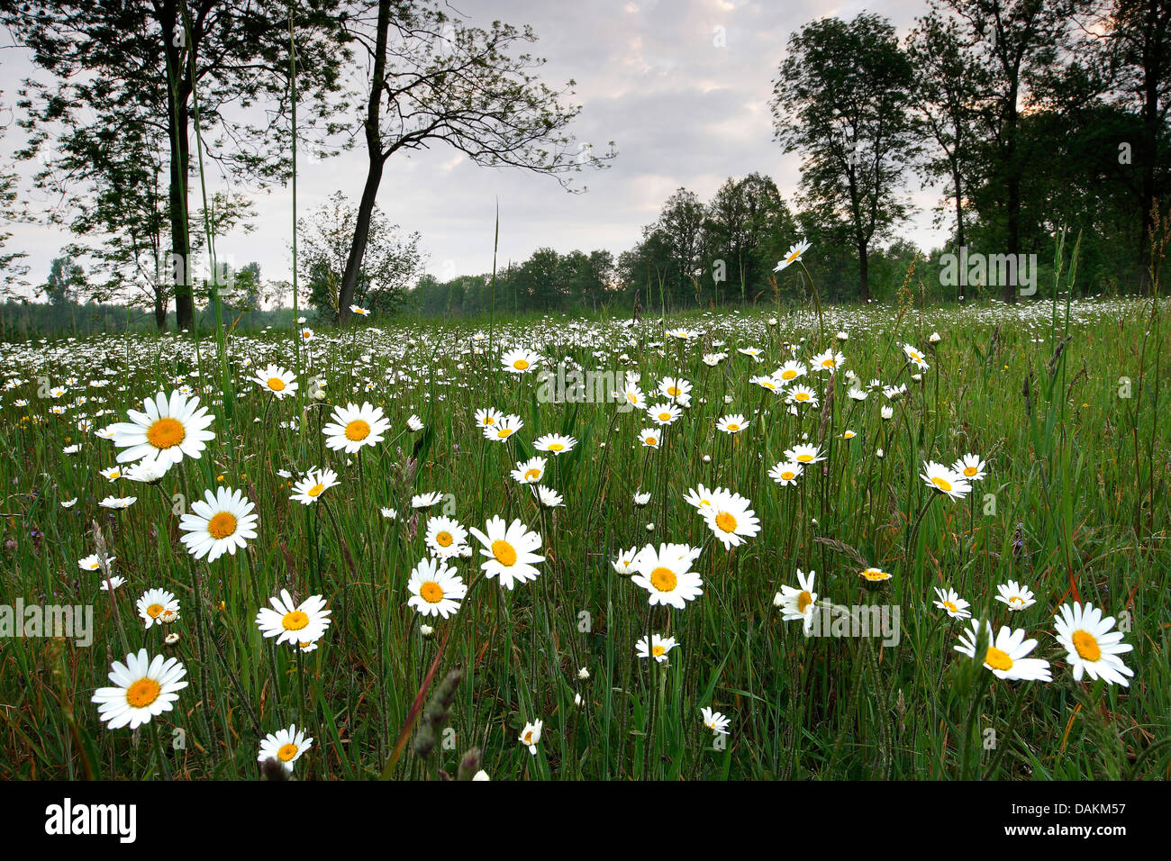 oxeye daisy, ox-eye daisy, white-weed, white daisy, dog daisy ...