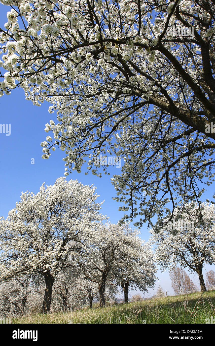 Mazzards hi-res stock photography and images - Alamy