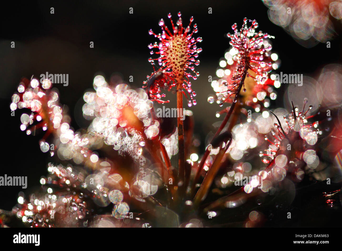long-leaved sundew, oblong-leaved sundew, spoon-leaved sundew (Drosera ...