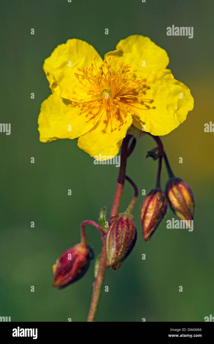 common rock-rose (Helianthemum nummularium), flower Stock Photo - Alamy