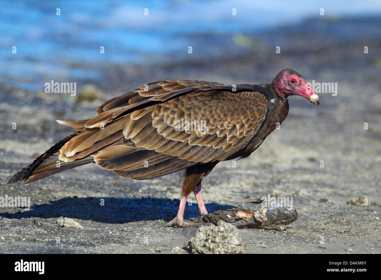 Turkey Vulture Eating Fish