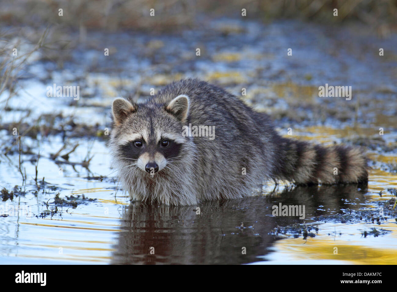 Raccoon standing up hi-res stock photography and images - Alamy
