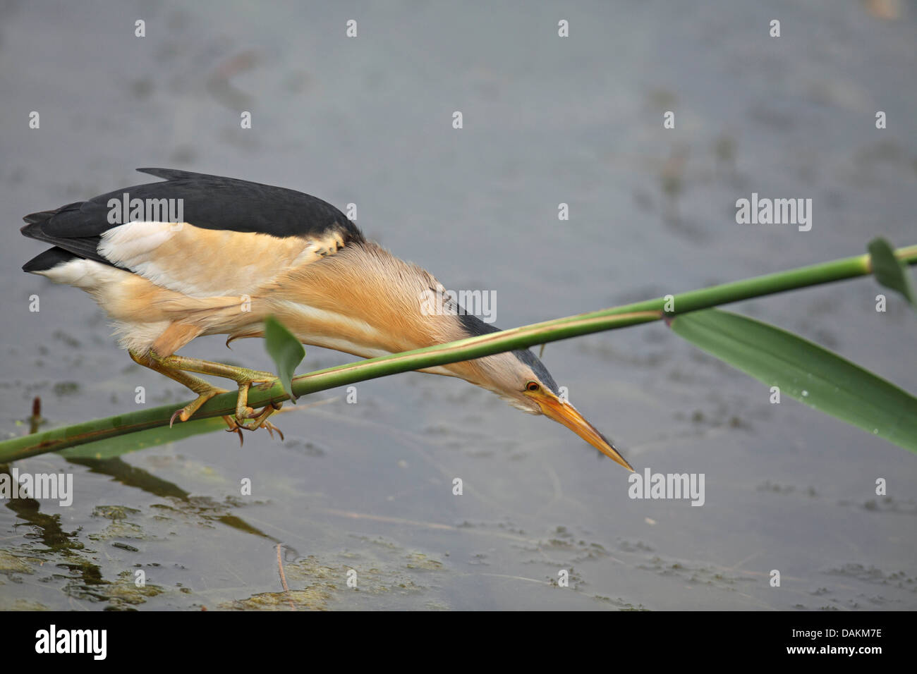 little bittern (Ixobrychus minutus), male looking for food, Greece ...