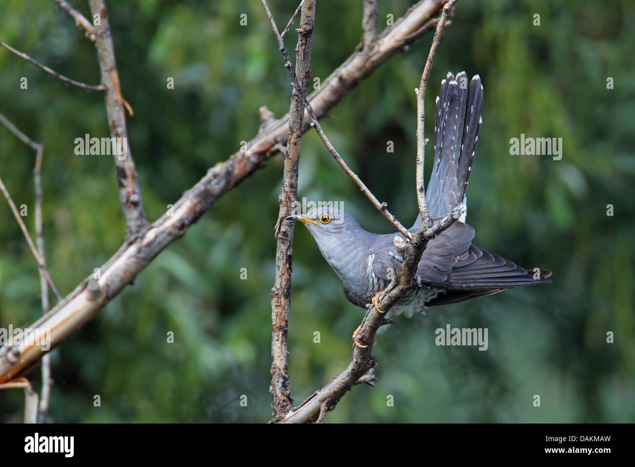 Eurasian cuckoo (Cuculus canorus), sitting in a tree, Greece, Macedonia ...