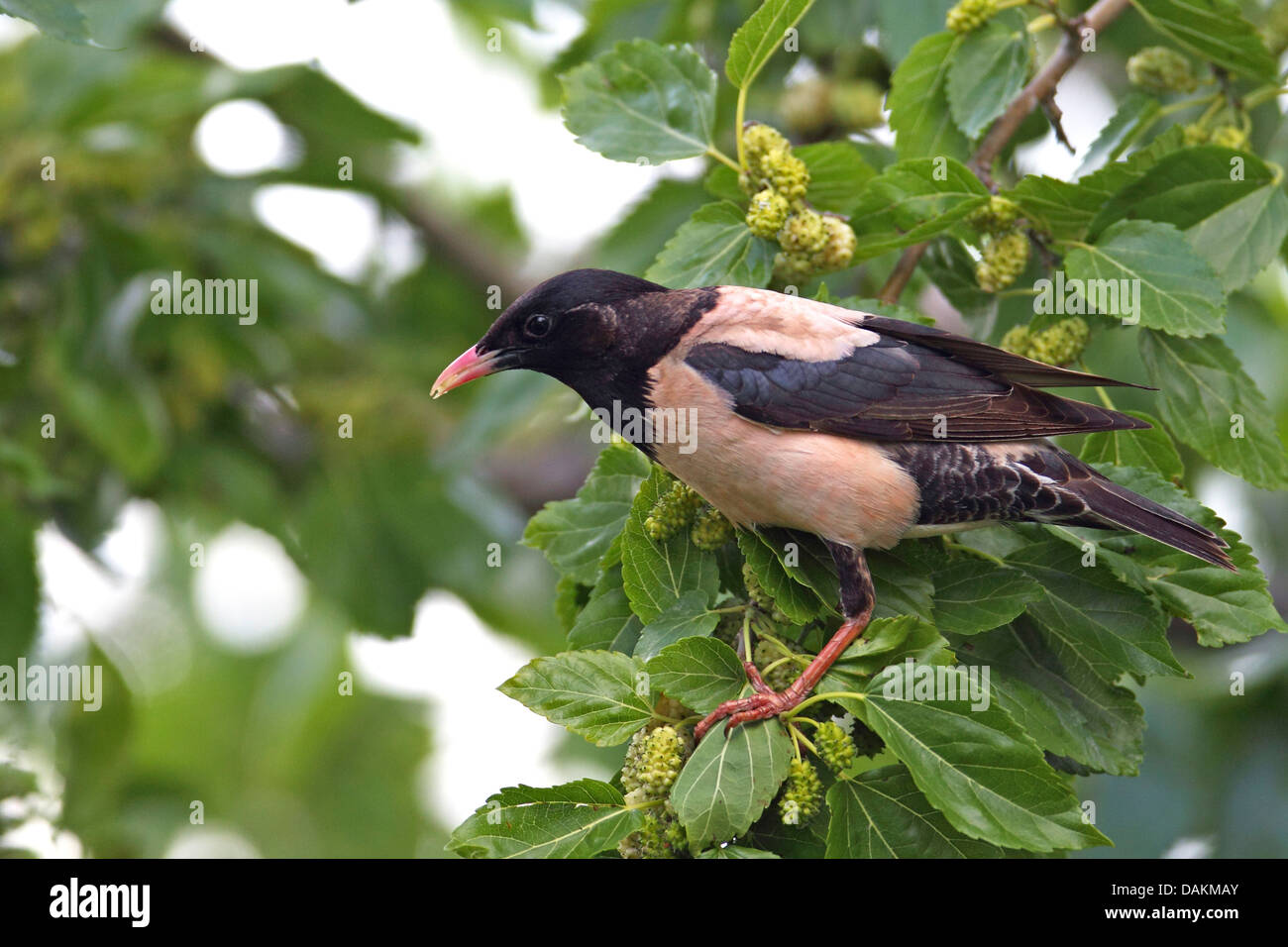 Rose coloured starlings hi-res stock photography and images - Alamy