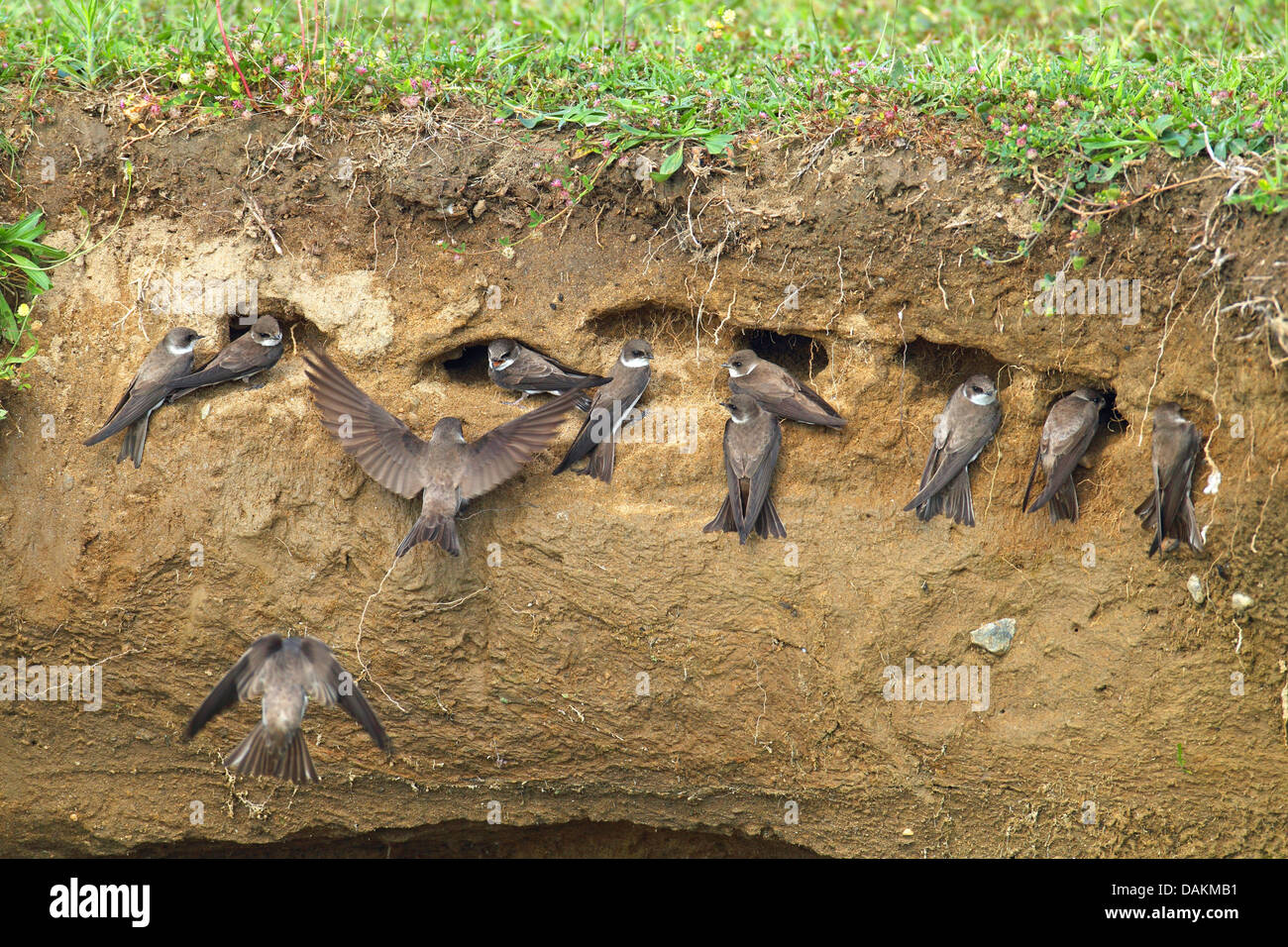 sand martin (Riparia riparia), swallows at the breeding burrows, Greece ...