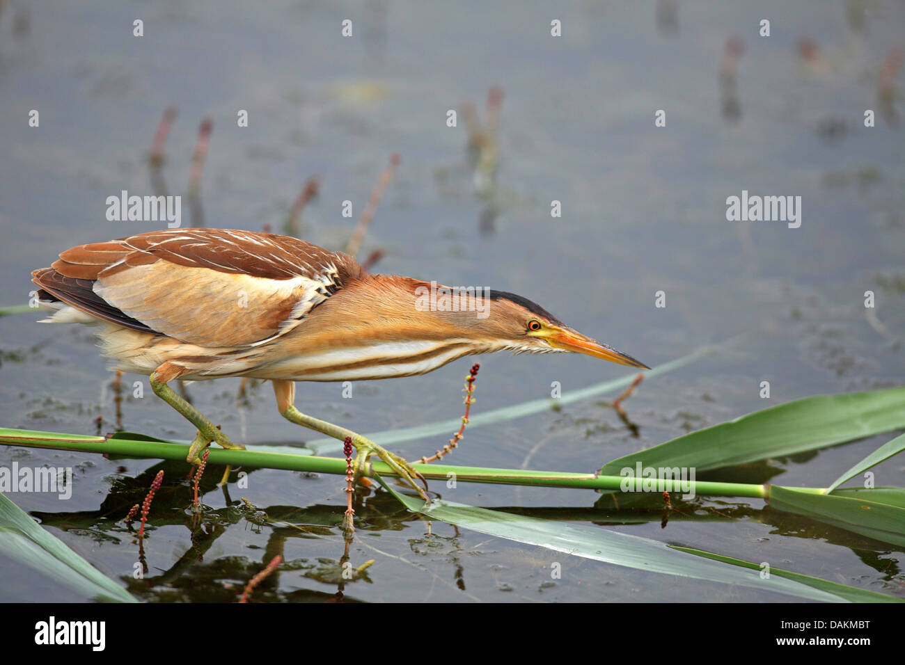 little bittern (Ixobrychus minutus), female looks for food , Greece ...