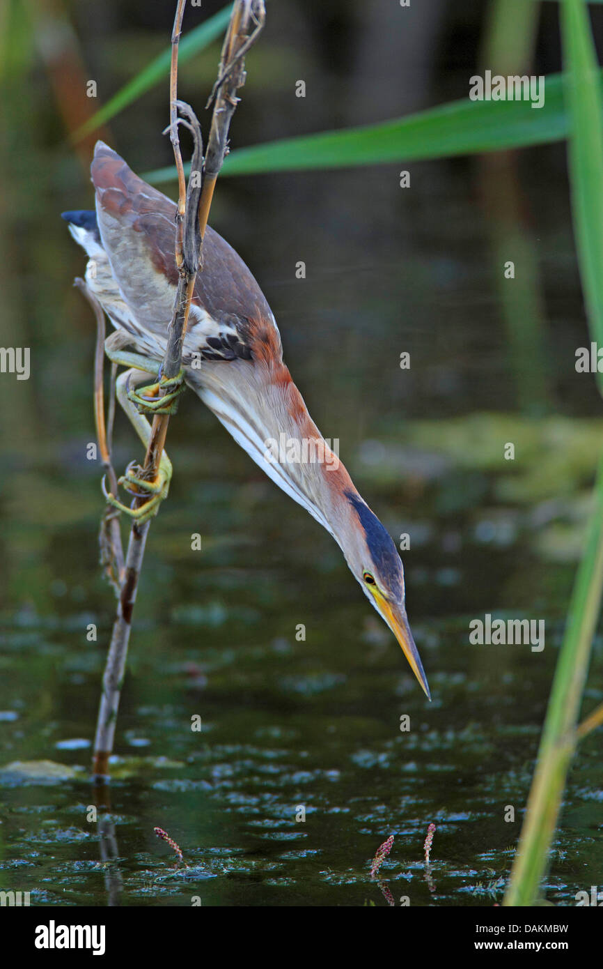 little bittern (Ixobrychus minutus), female looks for food , Greece ...