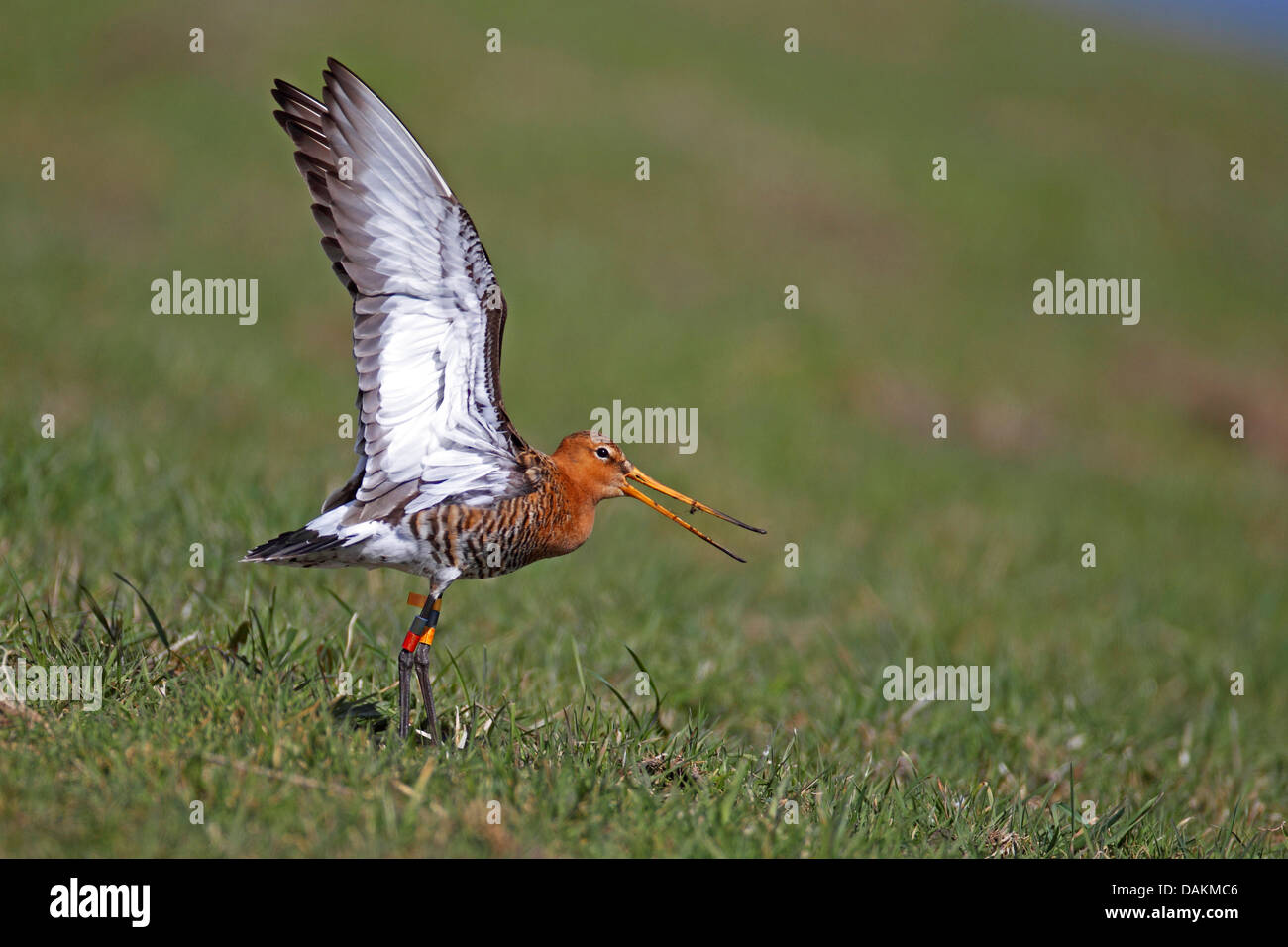 black-tailed godwit (Limosa limosa), colour ringed male landing with ...