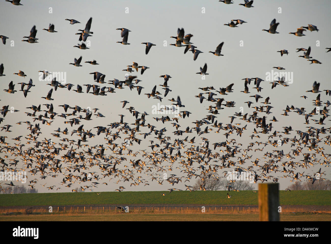 Barnacle goose leucopsis flock flies hi-res stock photography and ...