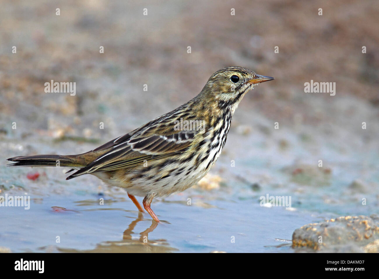 Meadow Pitpit (Anthus pratensis), standing in a water puddle, Spain ...