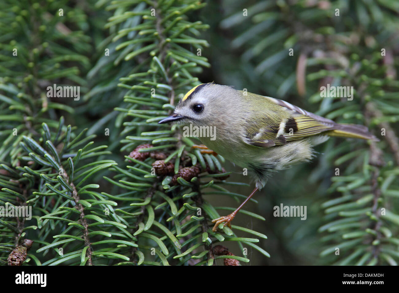 Goldcrests in a tree hi-res stock photography and images - Alamy