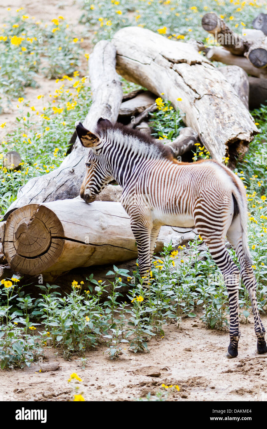 Grevys zebras is most endangered of species of zebra Stock Photo - Alamy