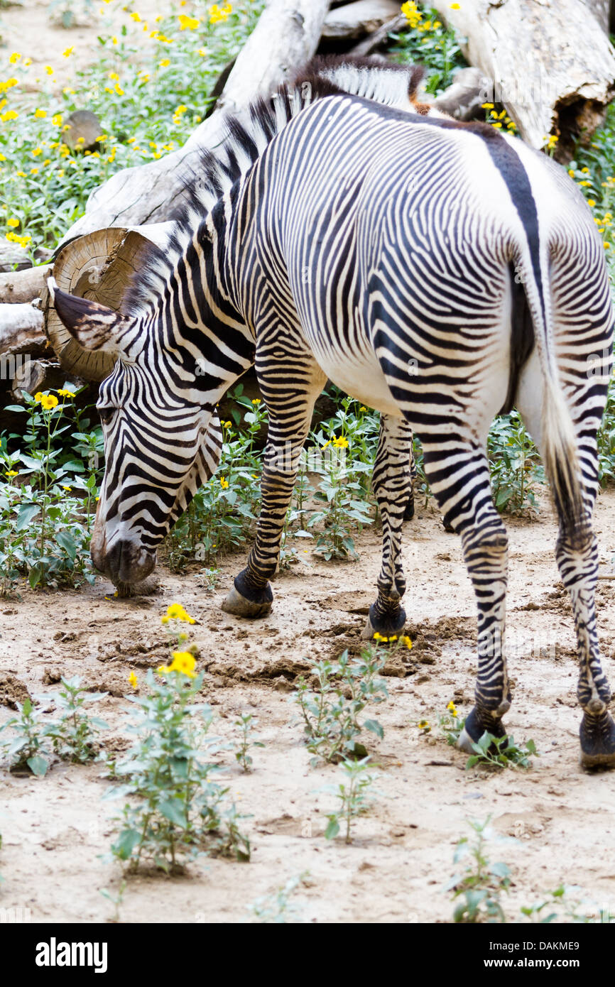 Grevys zebras is most endangered of species of zebra Stock Photo - Alamy