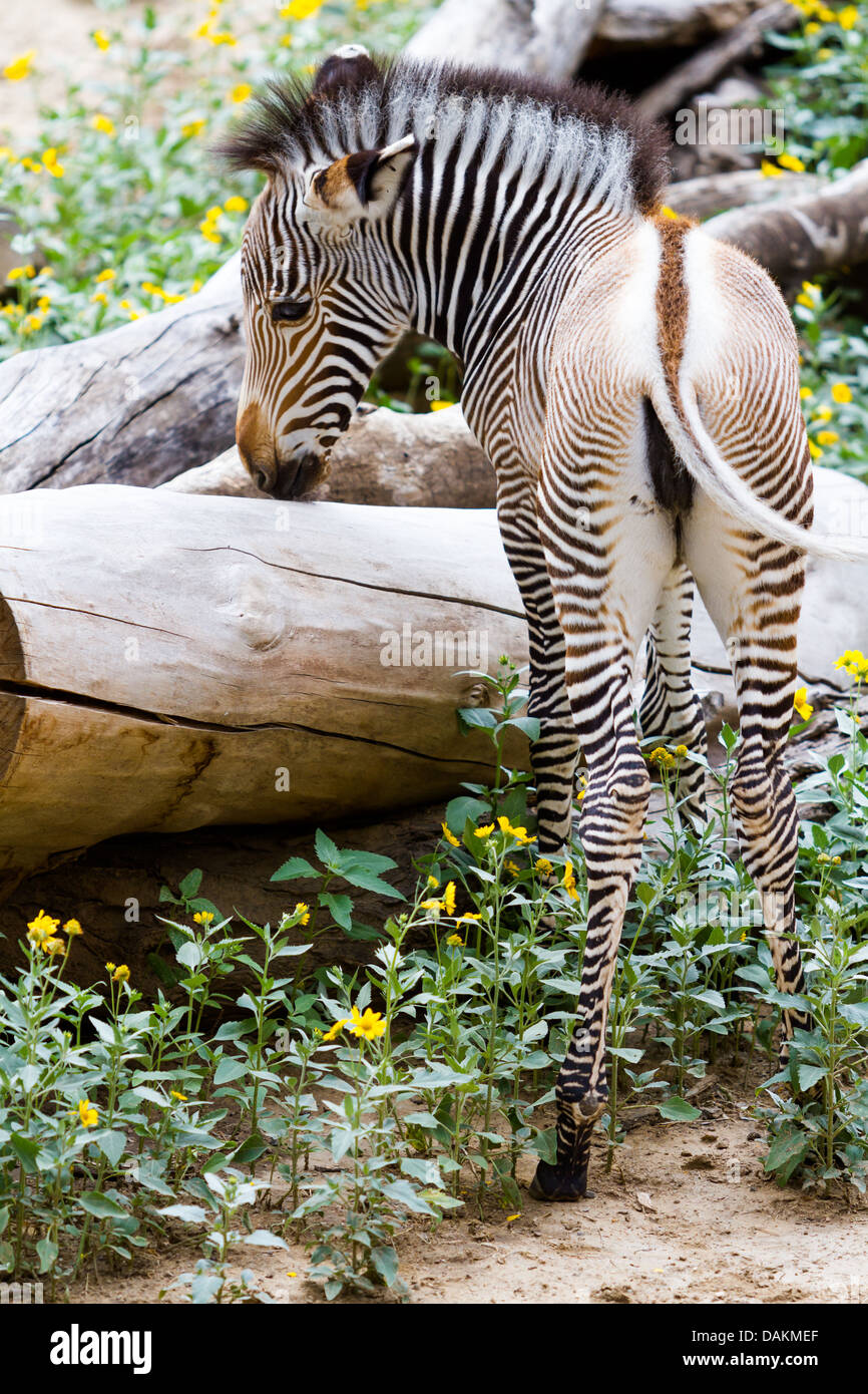 Grevys zebras is most endangered of species of zebra Stock Photo - Alamy