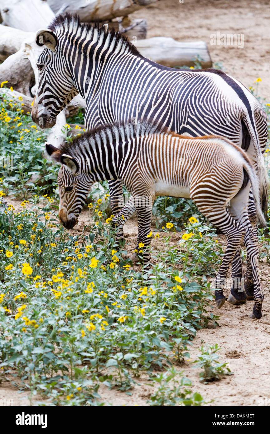 Grevys zebras is most endangered of species of zebra Stock Photo - Alamy