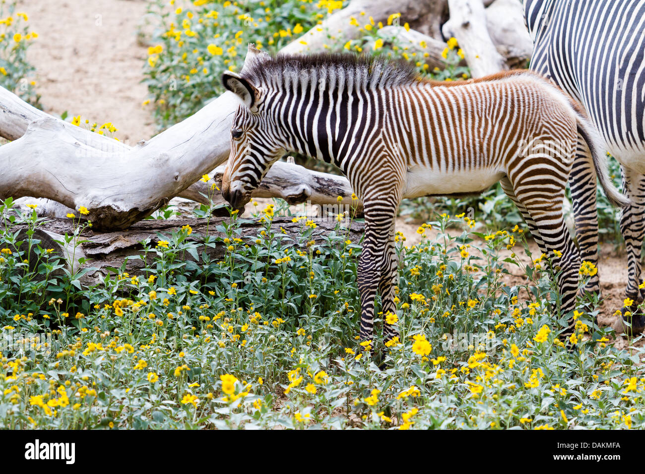 Grevys zebras is most endangered of species of zebra Stock Photo - Alamy