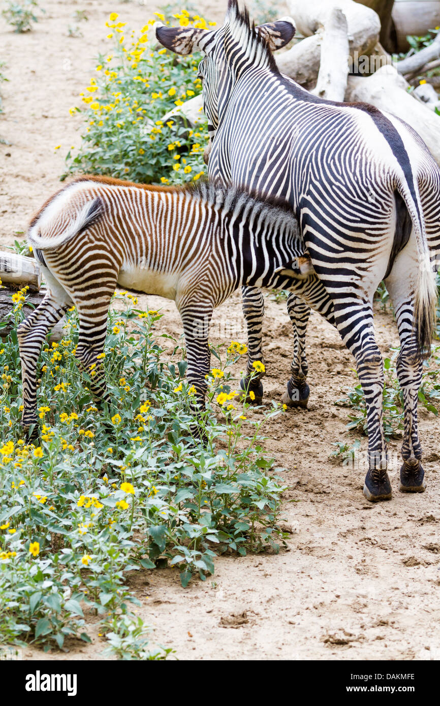 Grevys zebras is most endangered of species of zebra Stock Photo - Alamy