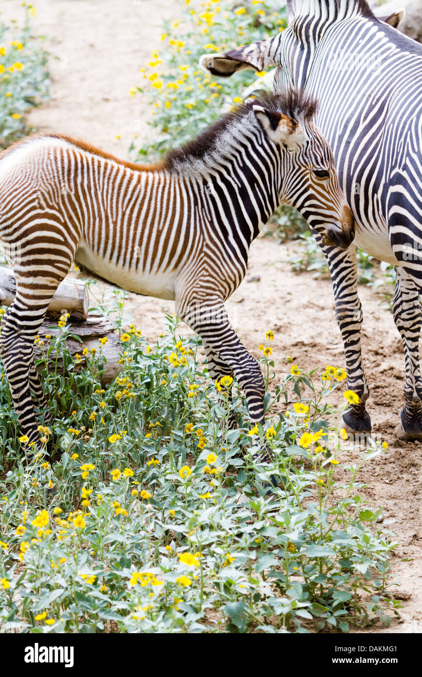 Grevys zebras is most endangered of species of zebra Stock Photo - Alamy