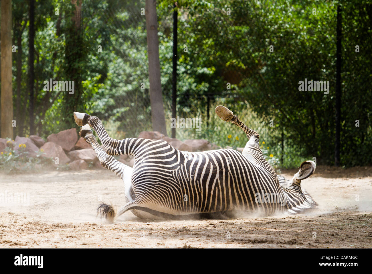 Grevys zebras is most endangered of species of zebra Stock Photo - Alamy